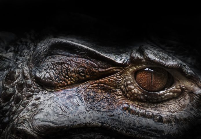 Top 5 Most Bad Ass Changing Breeds in Werewolf: the Apocalypse (That ...
